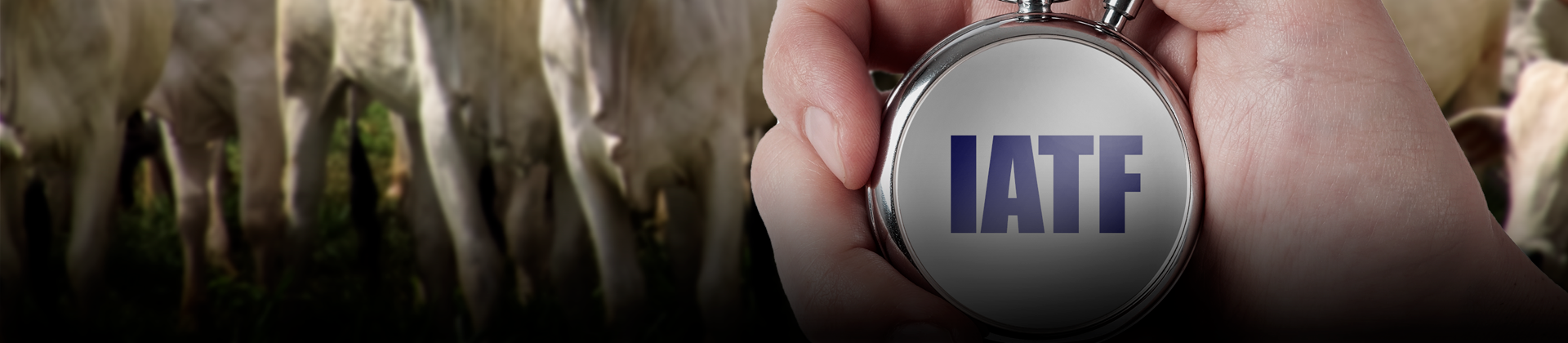 IATF: O que é e quais são as vantagens? - Premix | Blog