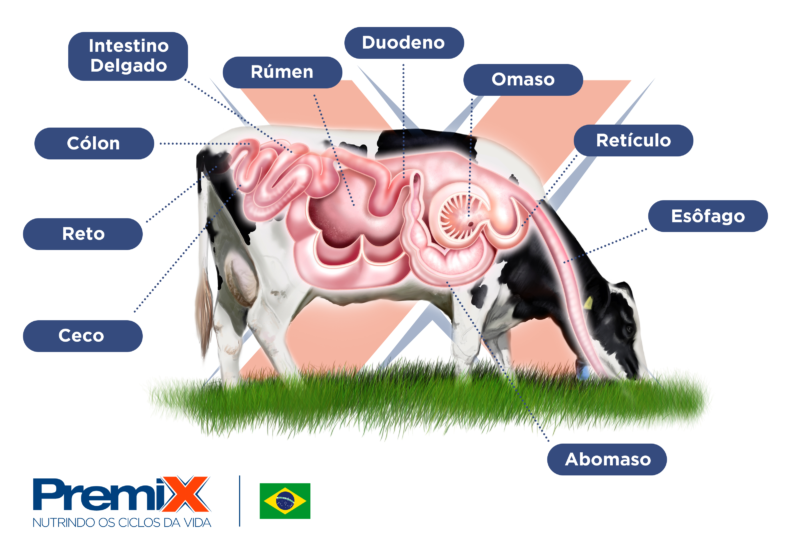 Anatomia bovina: Conheça o sistema digestivo - Blog Premix