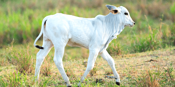 Bezerro nelore, saiba mais sobre o popular brasileiro! - Blog Premix
